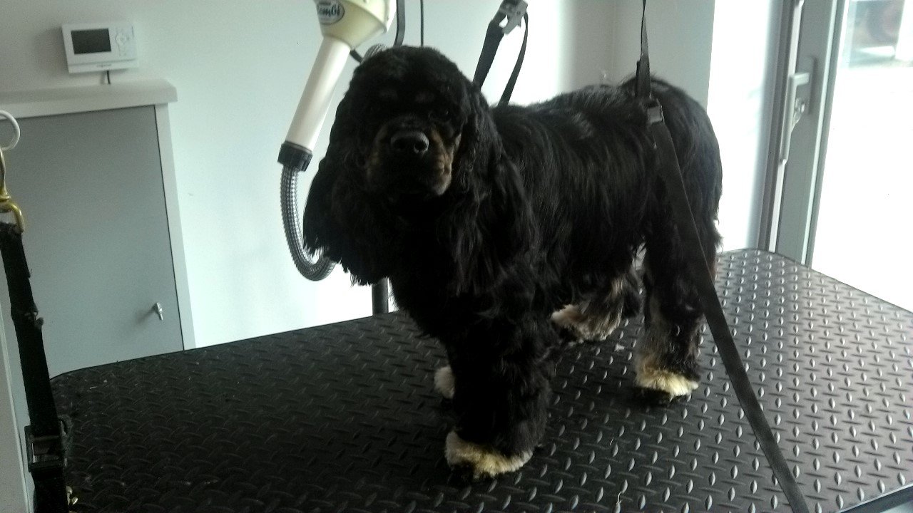 Amerikaanse Cocker Spaniel voor en na - Ma Belle Affligem