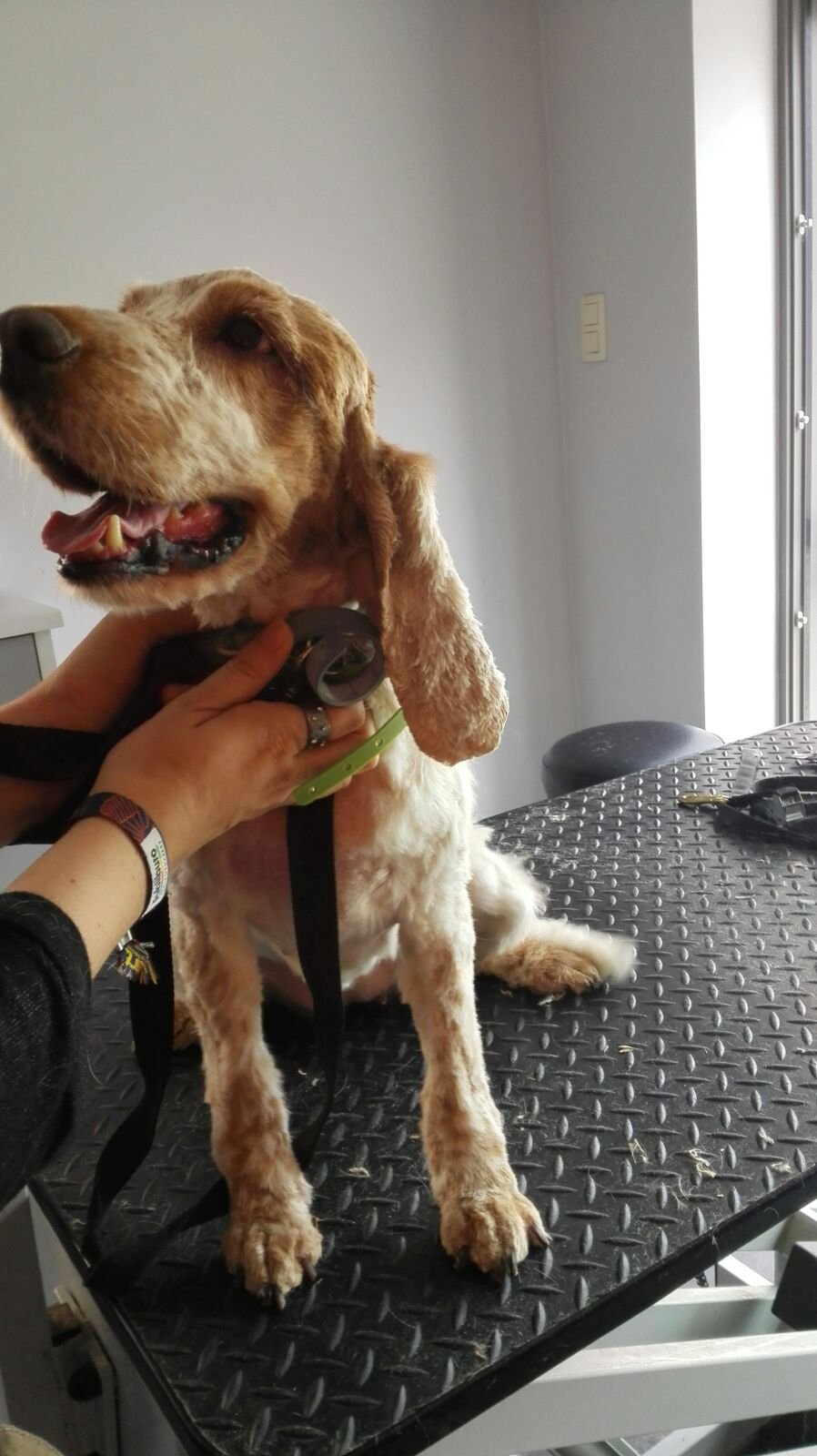 Engelse cocker zoekt nieuwe thuis, - Ma Belle Affligem